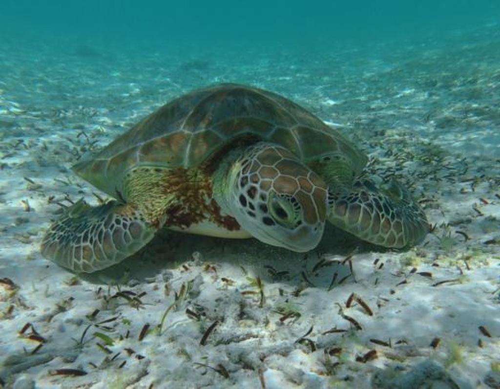 Half Day Snorkeling & Sandbank Adventure | Follow Me To Maldives