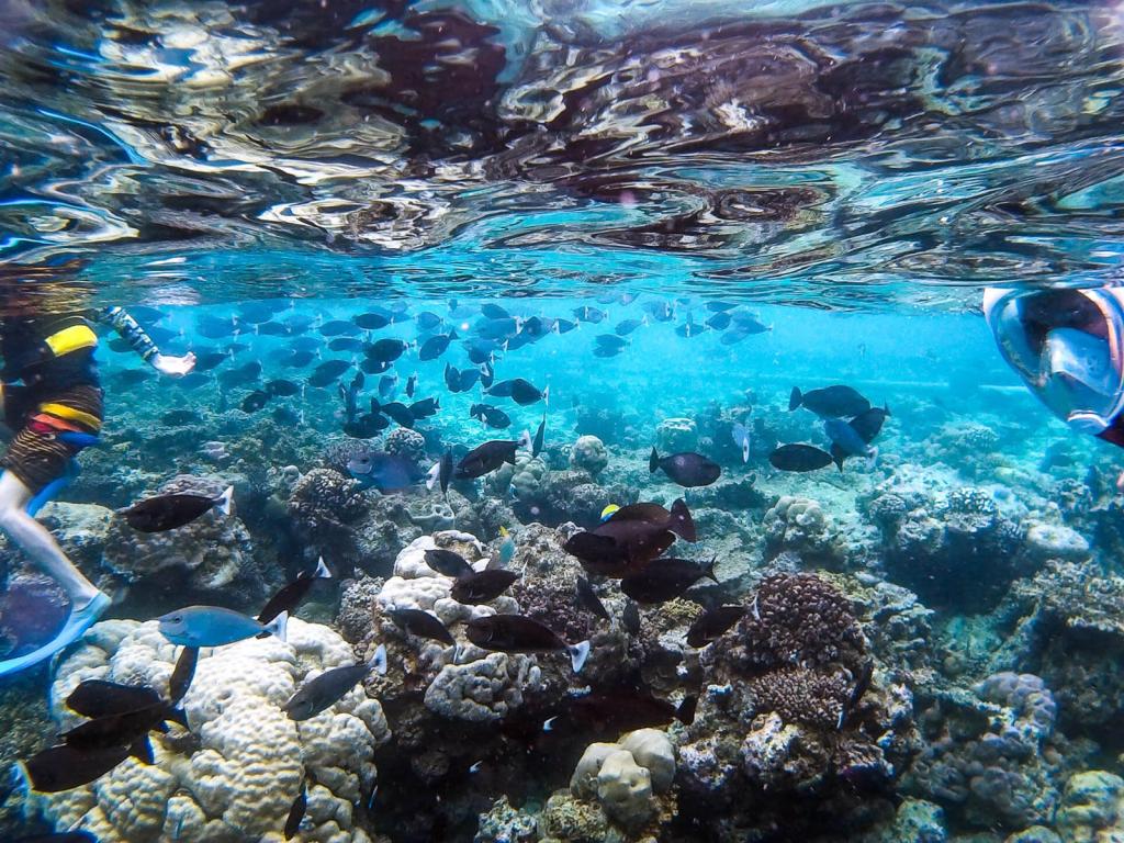 Half Day Snorkeling & Sandbank Adventure | Follow Me To Maldives