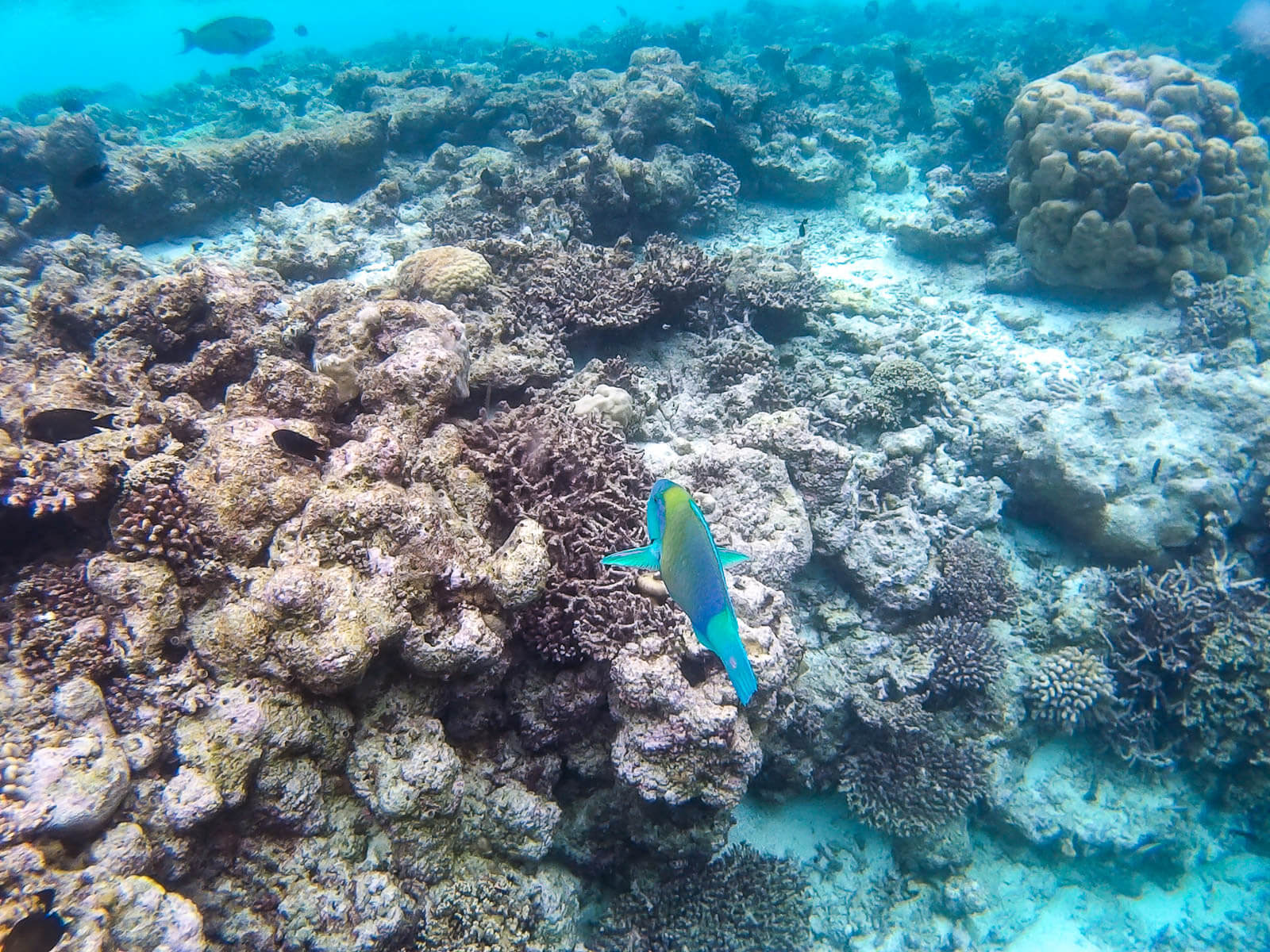Half Day Snorkeling & Sandbank Adventure | Follow Me To Maldives