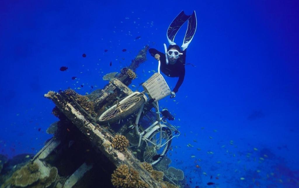 Shipwreck Snorkeling Adventure with Nurse Sharks, Dolphins & Sandbank ...